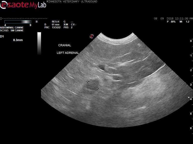 Another Boston Terrier with Cushing's disease and PU/PD