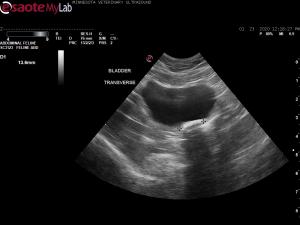 Feline bladder stone