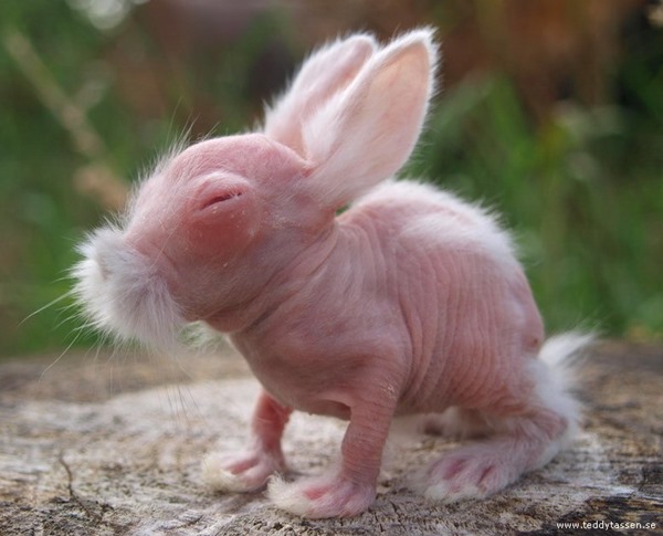 Strange Hairless Animals (14 pictures) | Memolition