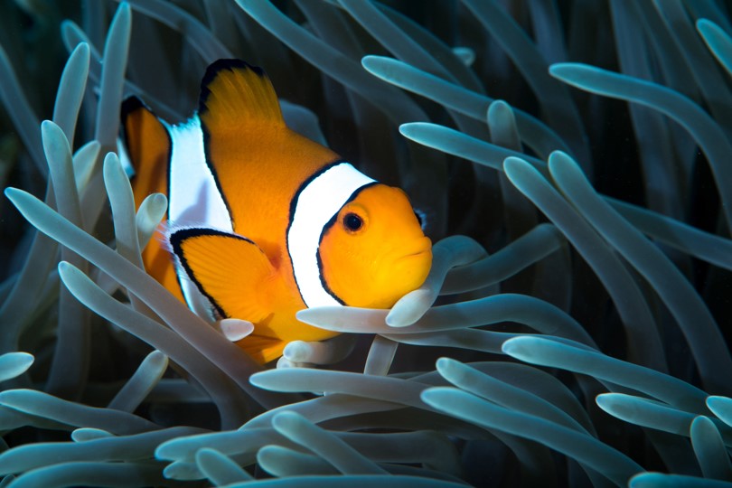 200 Fun Facts About Fish 200-fun-facts-about-fish