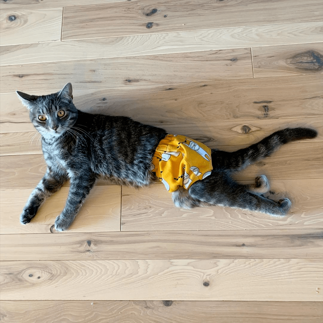 Meet The Gorgeous Kitten With Hind Leg Paralysis Who Was Rescued From A ...