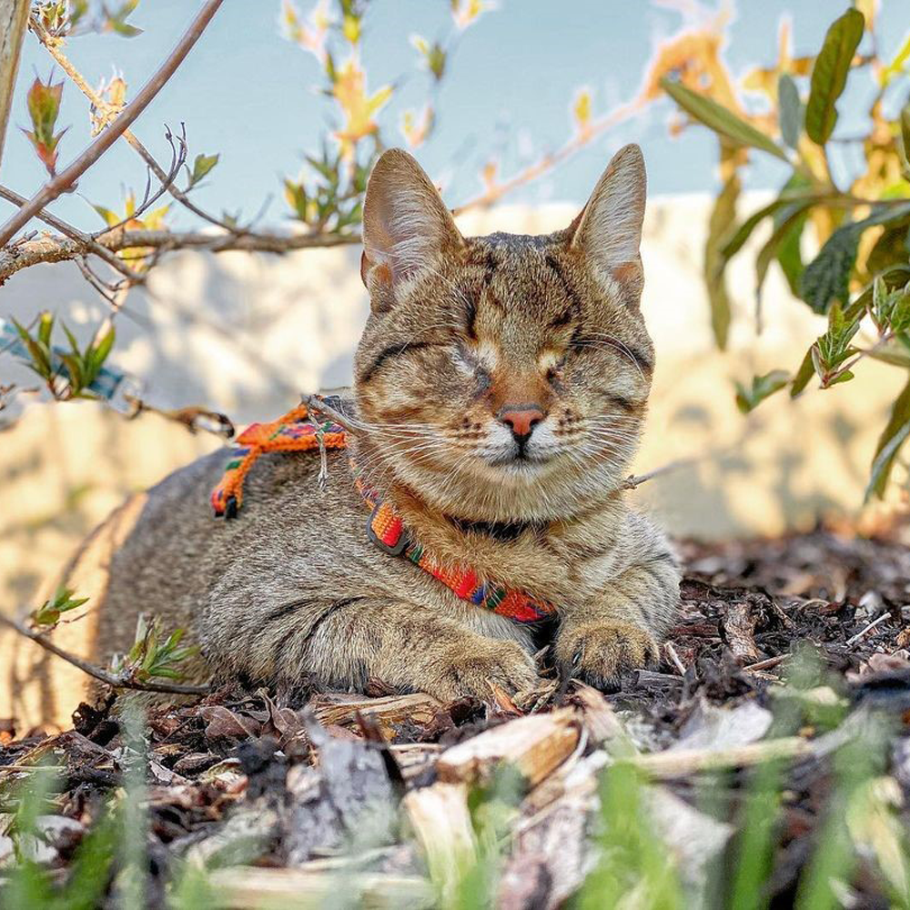 Meet The Adorable Blind Cat Who Is Thriving After Losing Both Of His ...