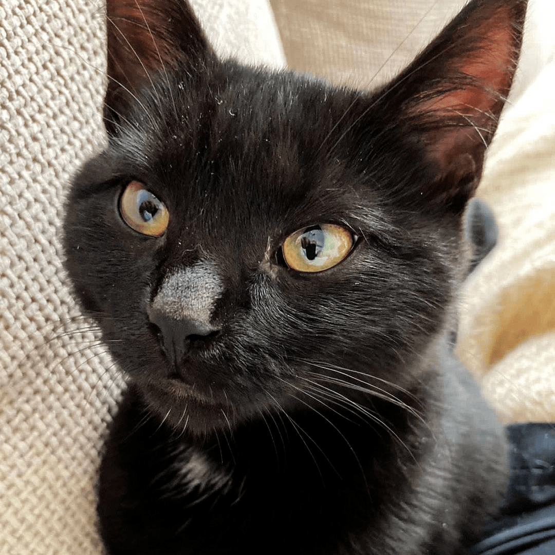 Meet The Adorable Paralyzed Cat Who Inspires His Family With His ...