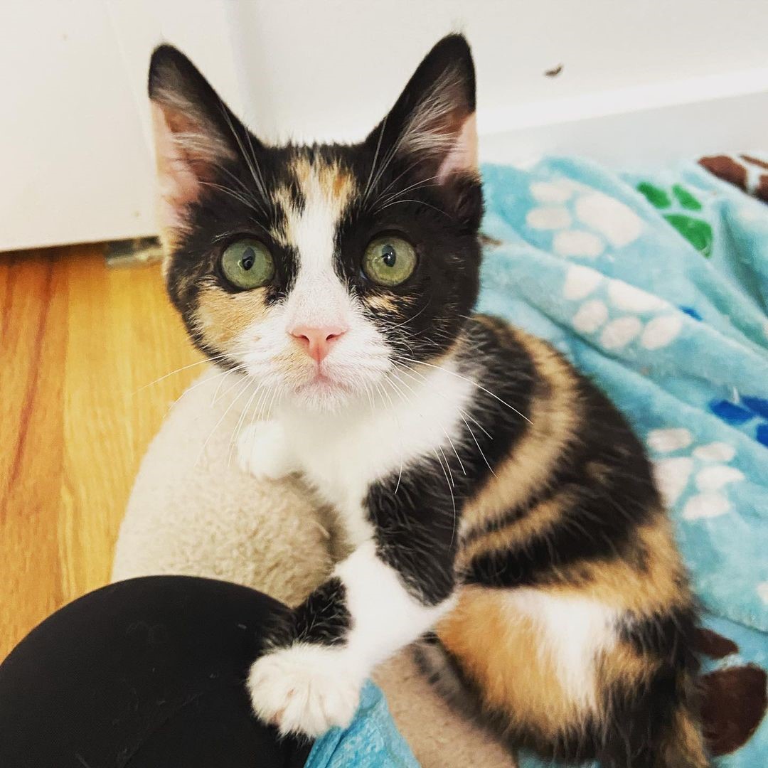 Meet The Stunning Calico Kitten With Malformed Legs Who Doesn’t Let ...