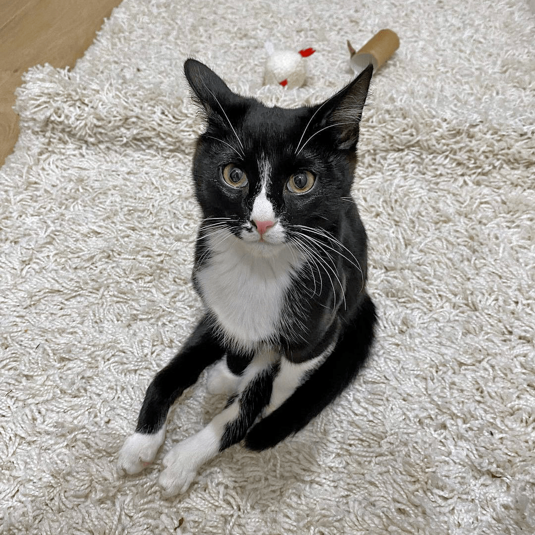 Meet The Adorable Kitten With A Rare Limb Deformity Who Needs Surgery ...