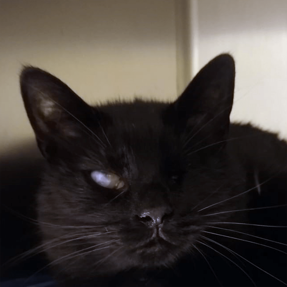 Meet The Handsome One-eyed Cat Who Went From Shy And Nervous To ...