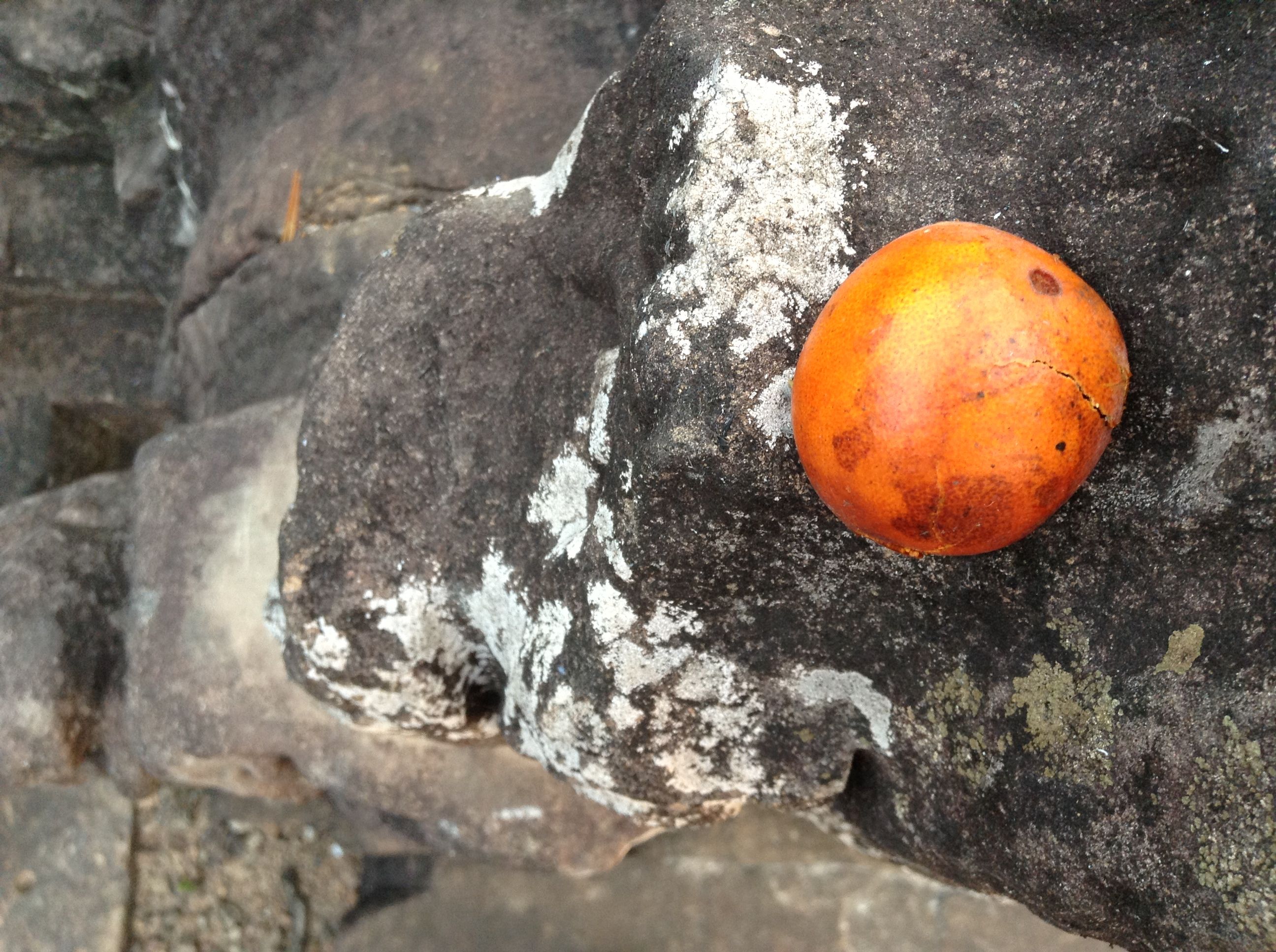 Slang Nuts – MESUBIM