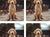 Blur Backgrounds Using Ai Background Blur By Magic Studio