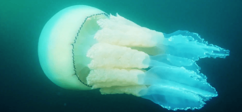 Barrel jellyfish filmed off the coast of Pendennis Point, Cornwall, may ...