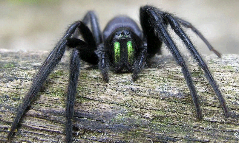 Cannibal spiders are unleashed: Tube spider filmed catching and eating ...