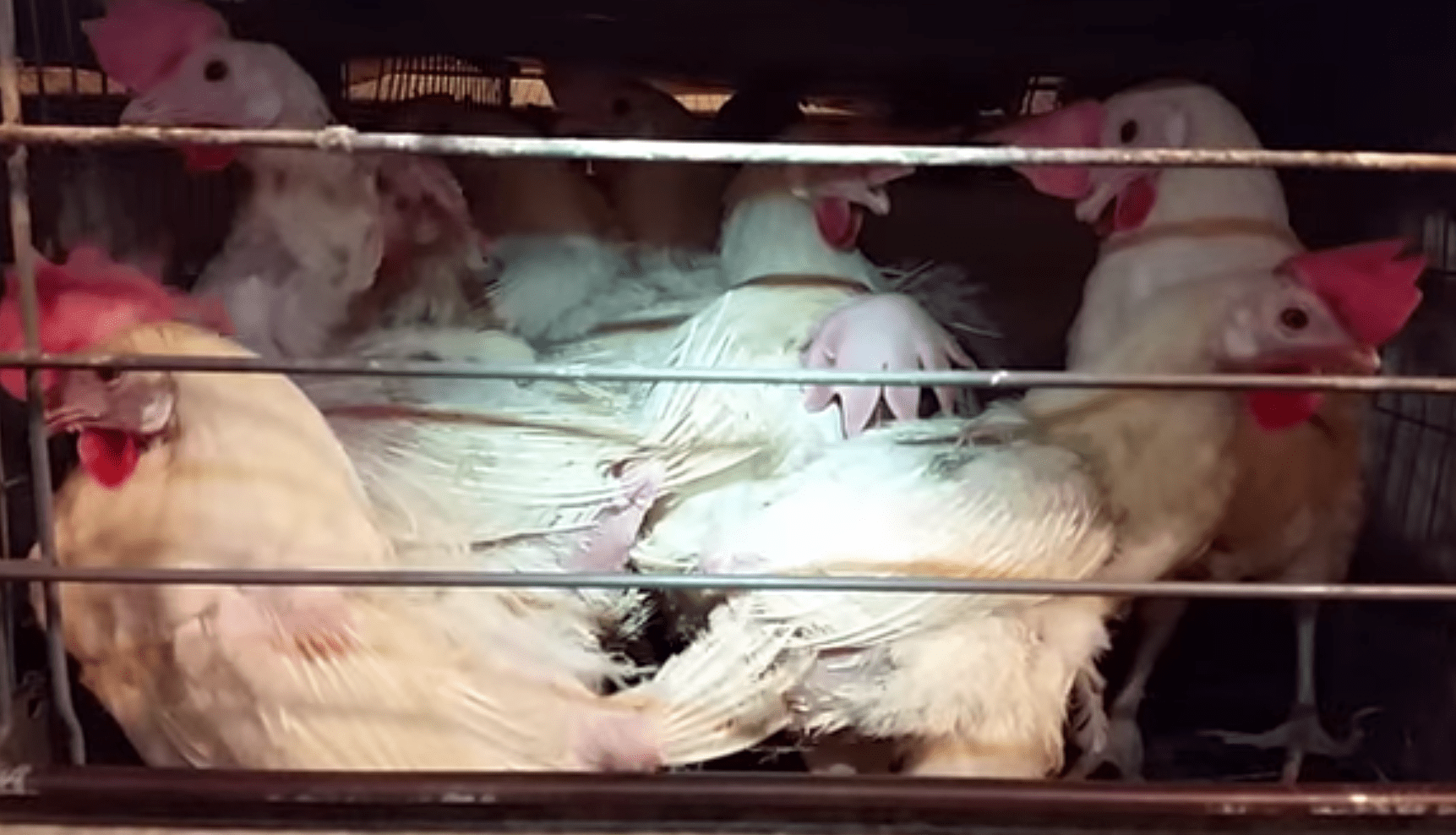 Secret filming by The Humane Society of the United States shows the ...