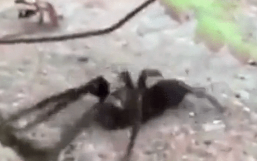 Enormous tube web spider found in Matthew Field's Whitstable, Kent ...