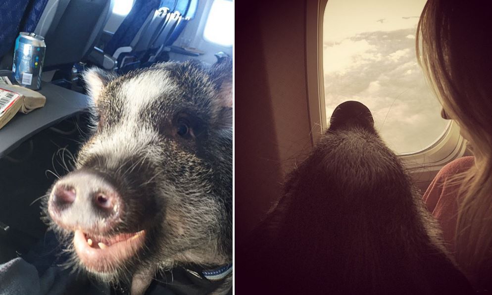 Megan Peabody takes emotional support pig Hamlet on American Airlines ...