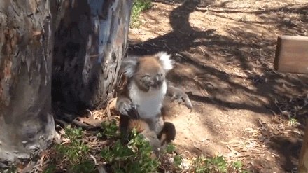 Crying koala bear screams and fights with another bear in Adelaide ...