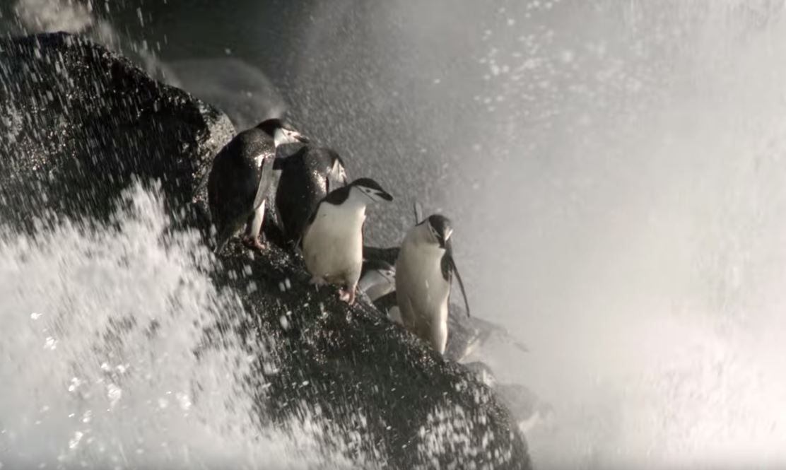 Planet Earth 2 trailer: New extended David Attenborough trailer is ...