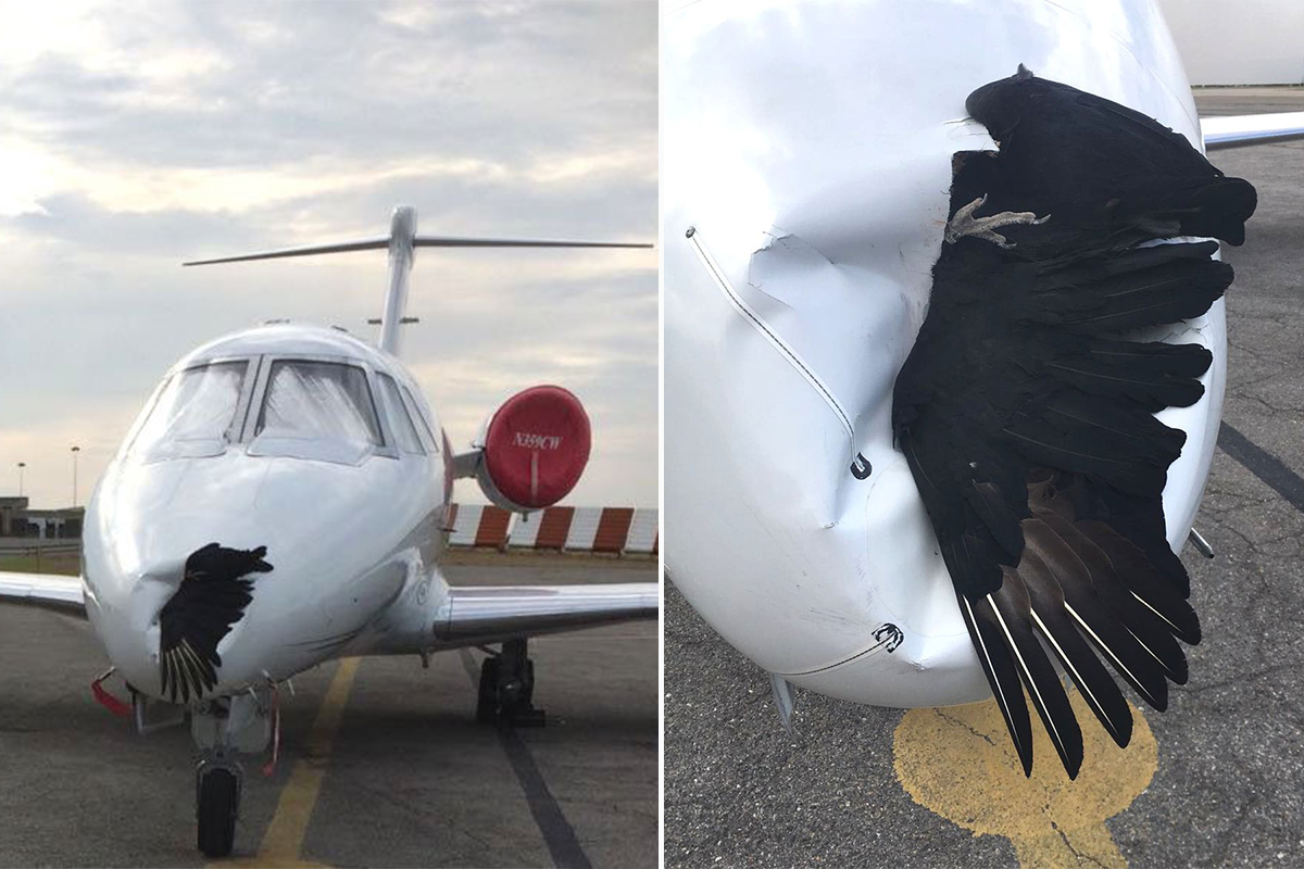 Plane lands with bird embedded in its nose after mid-air collision ...