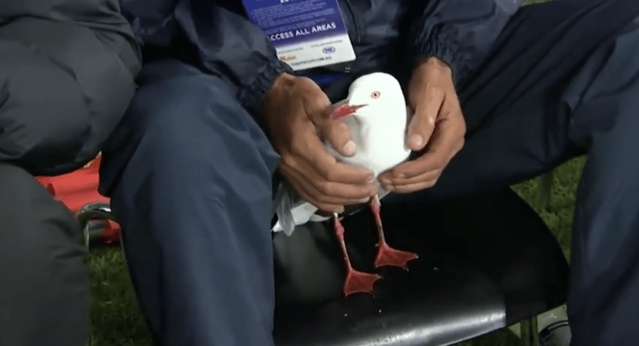Seagull hit by football in Australian football match, looks dead ...