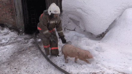 Firefighters save pigs' bacon after pulling them from burning barn ...