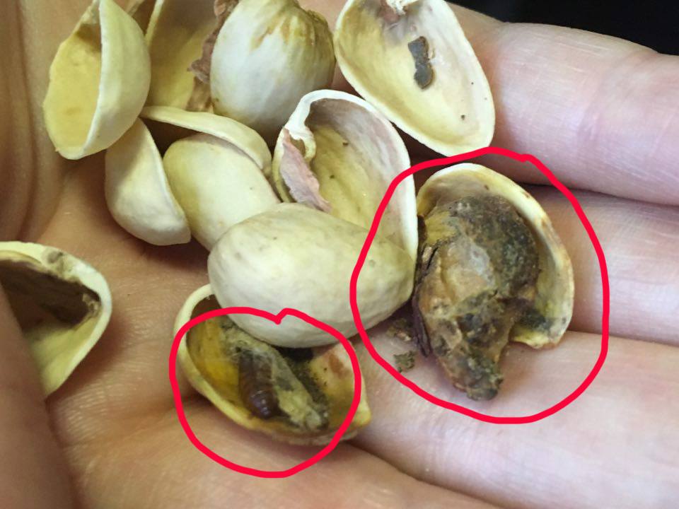 Woman finds huge bugs festering inside Waitrose nuts | Metro News