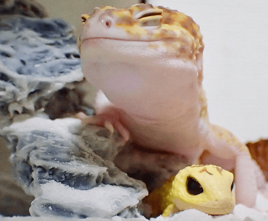 Happy gecko and his plastic toy are the most blessed thing you'll see ...