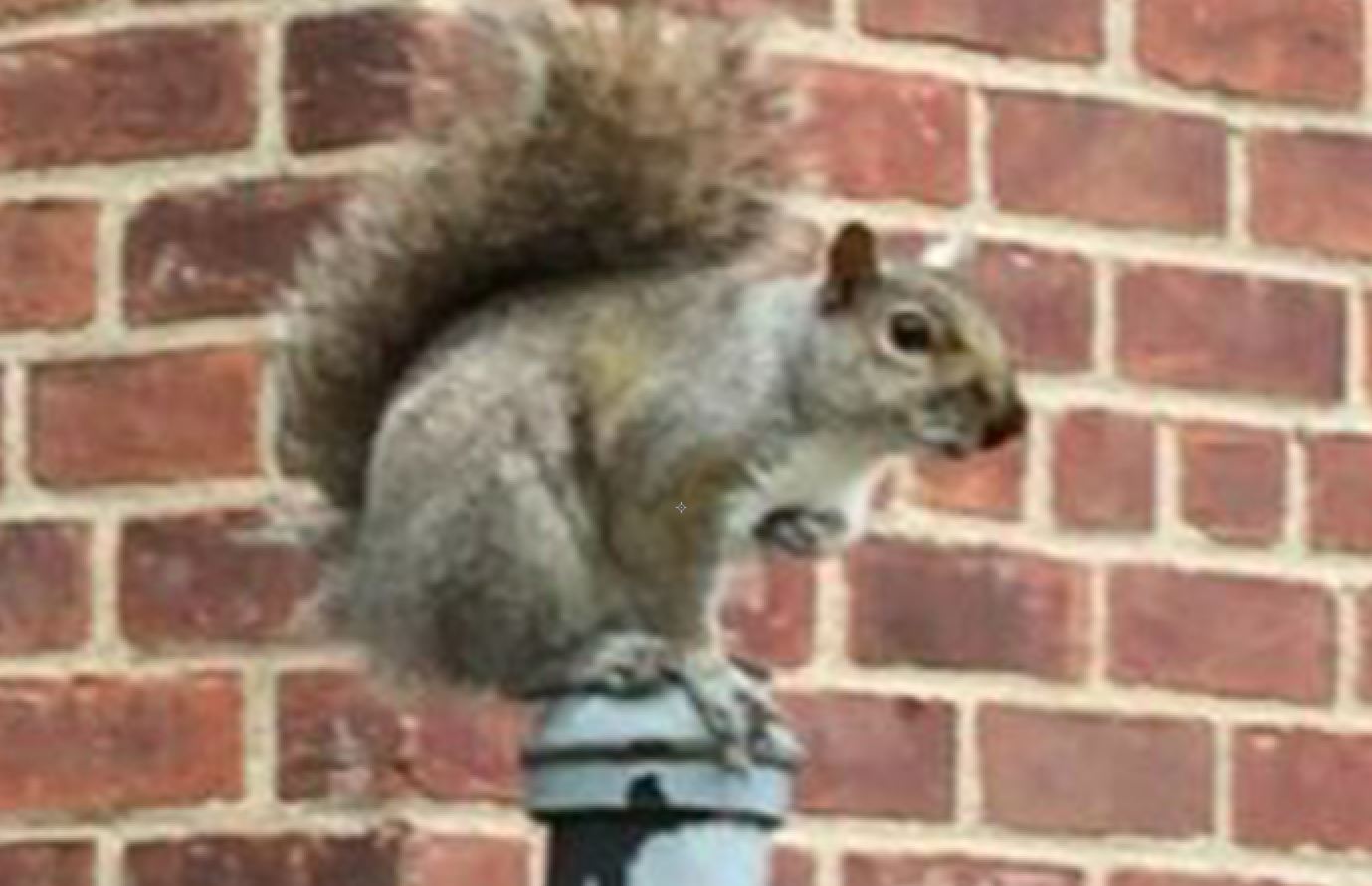An 'unusually aggressive' squirrel has Brooklyn under siege | Metro News