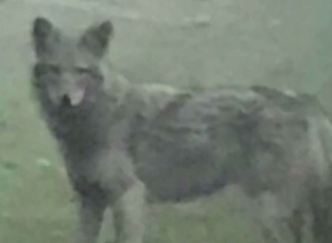 Scary wolf-coyote hybrid spotted 'hunting' woman outside her home ...