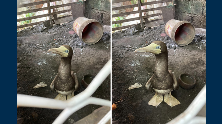 Endangered Brown booby bird found in the middle of a road in Cagayan de ...