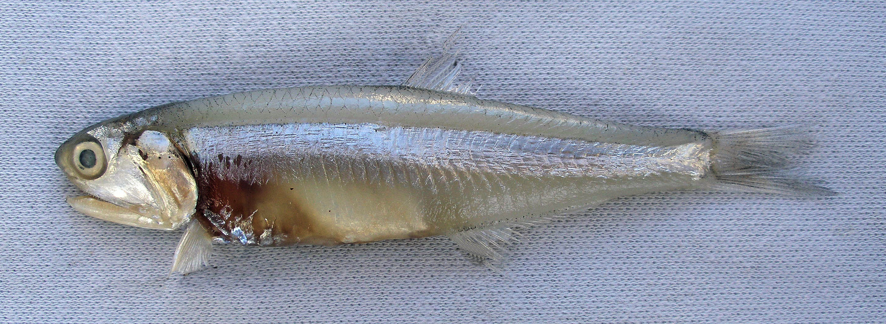 Anchovy Family Photographs, and Information – Engraulidae | Mexican ...