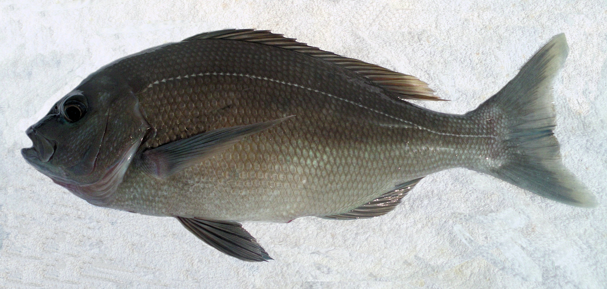 Black Snapper | Mexican Fish.com