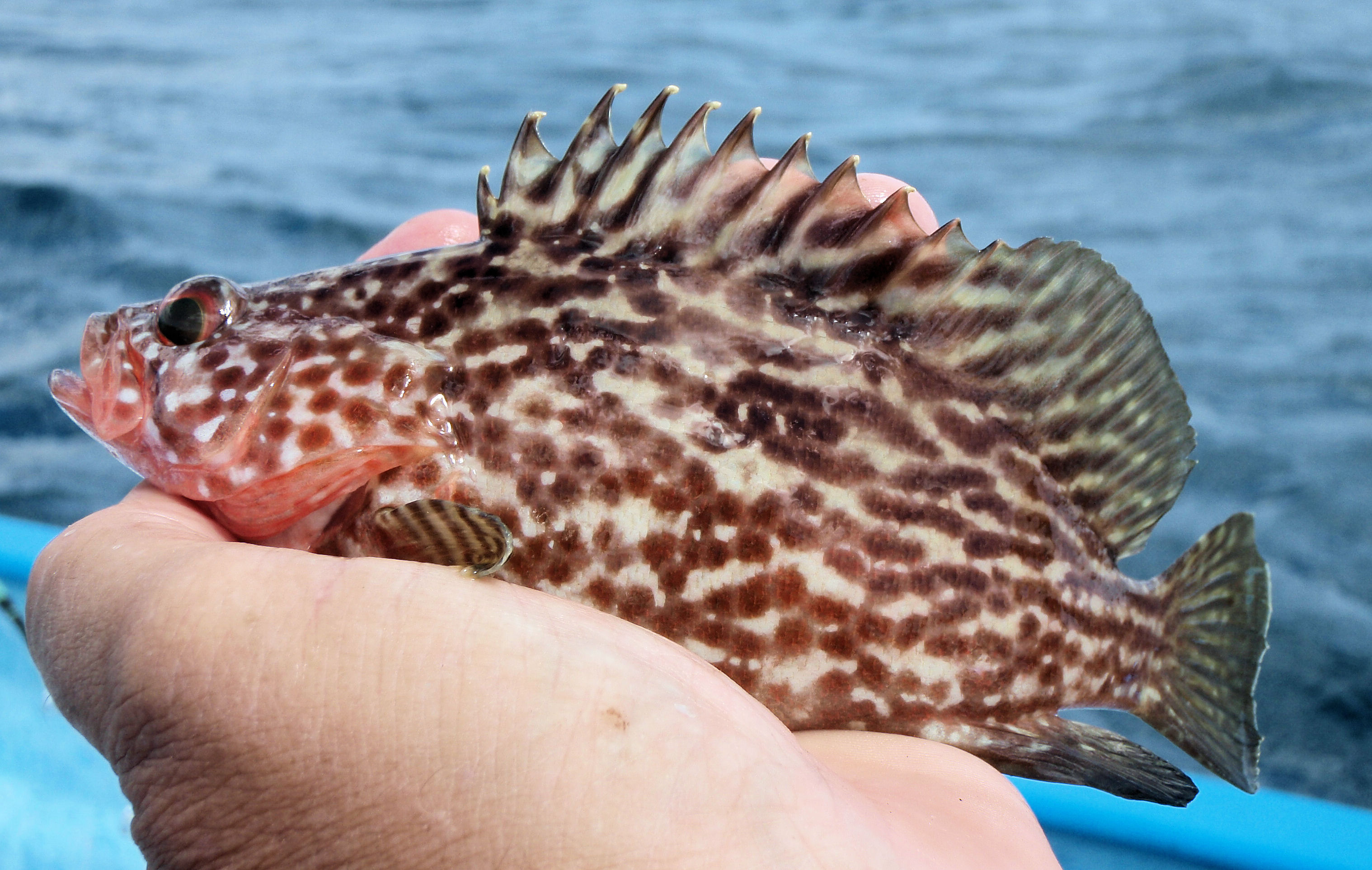 Bass (Sea) Family Photographs, and Information – Serranidae | Mexican ...