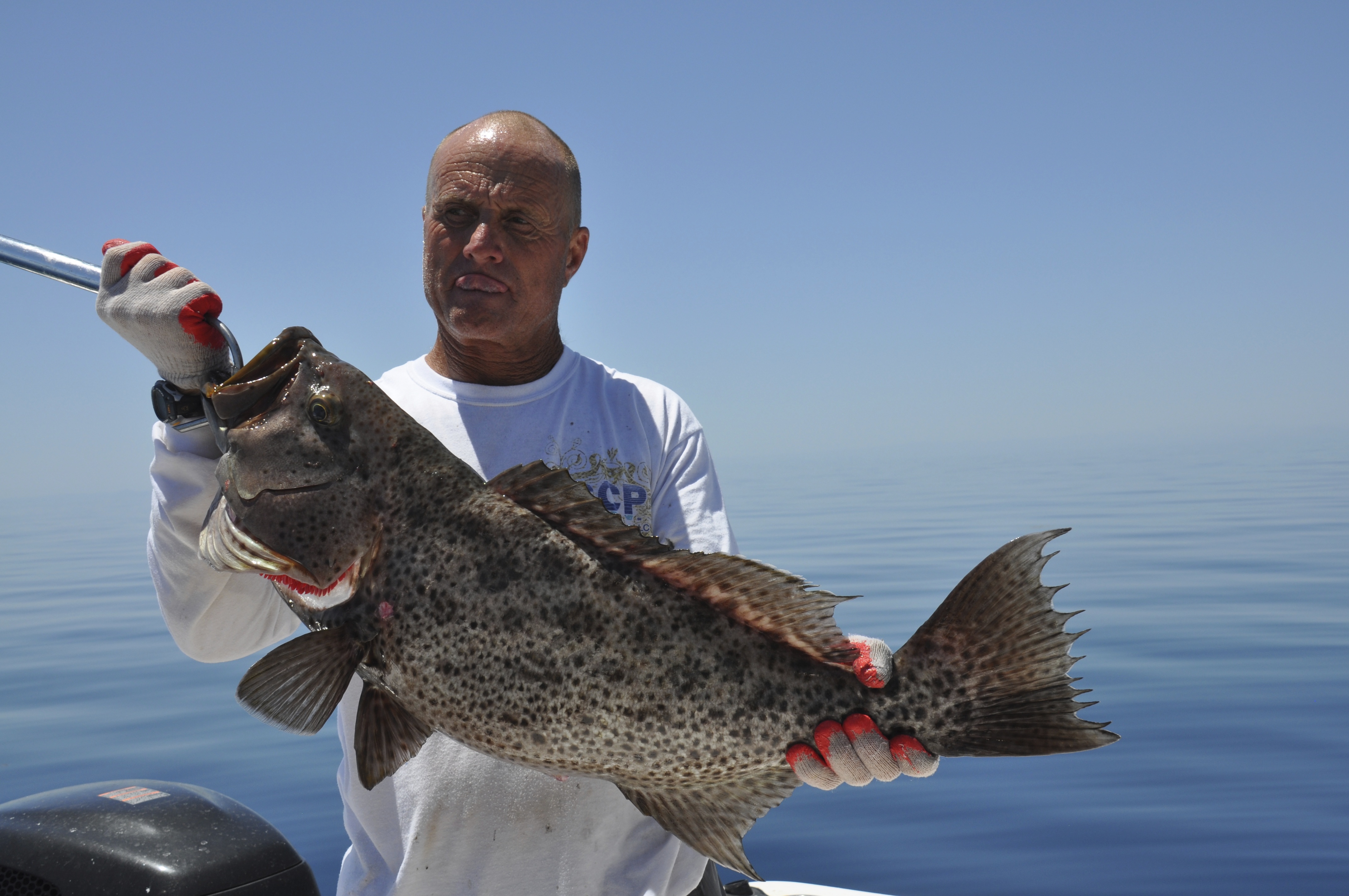 Sawtail Grouper | Mexican Fish.com