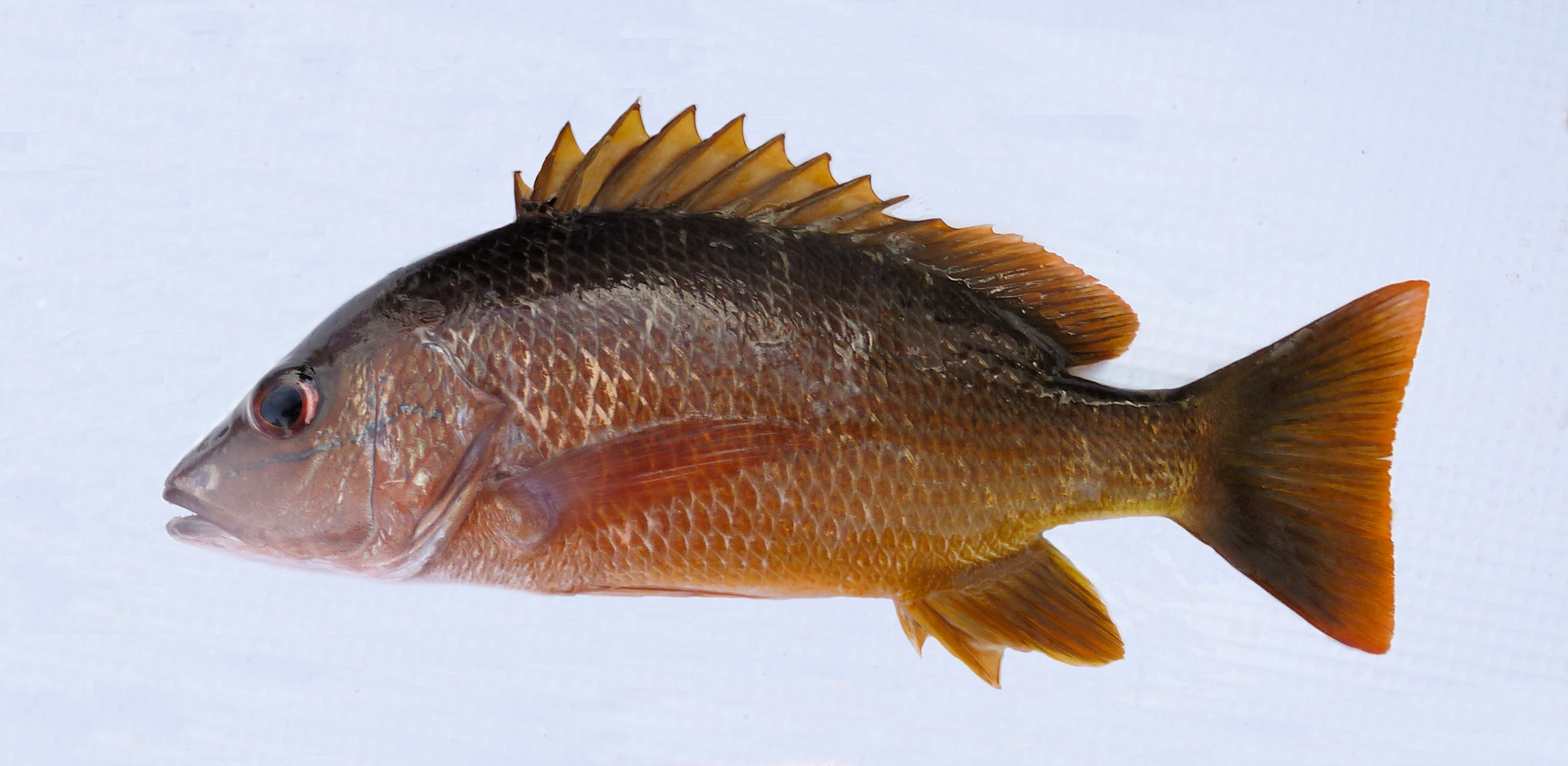 Yellow Snapper | Mexican Fish.com