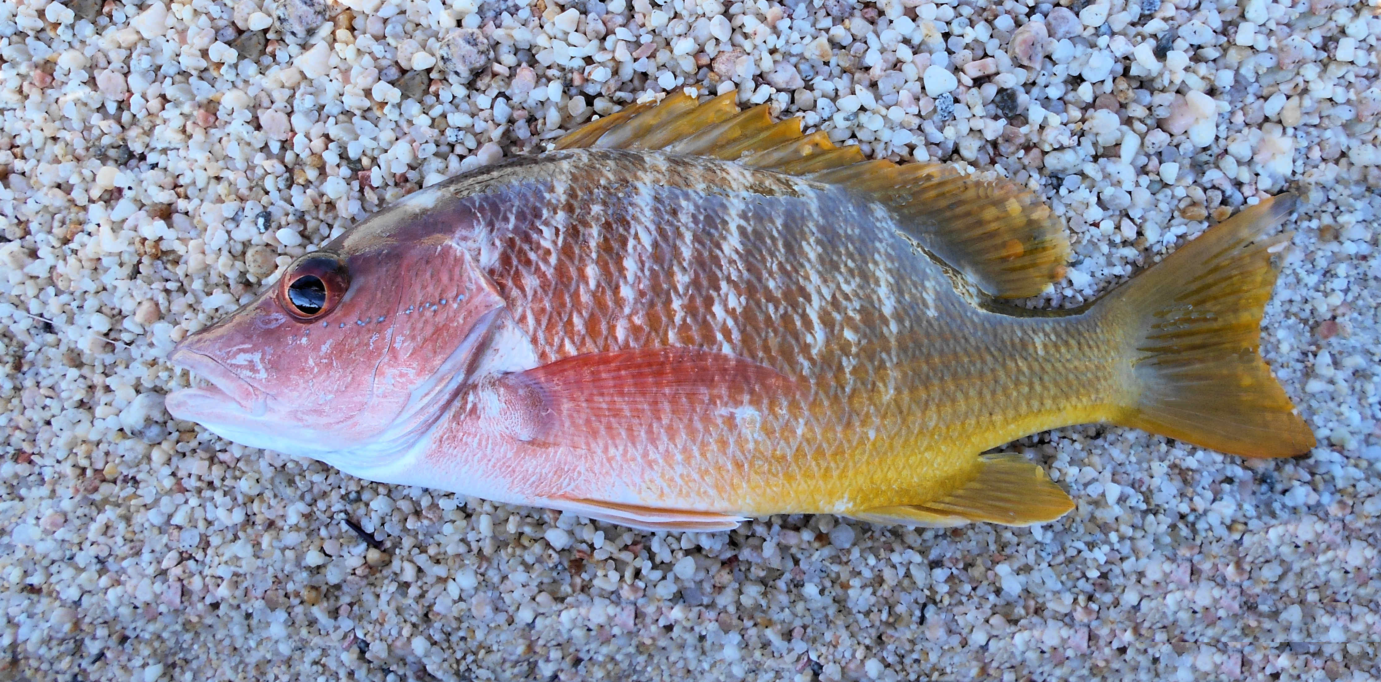 Yellow Snapper | Mexico – Fish, Birds, Crabs, Marine Life, Shells and ...