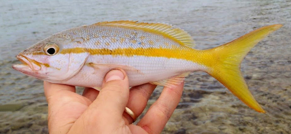 Yellowtail Snapper | Mexican Fish.com