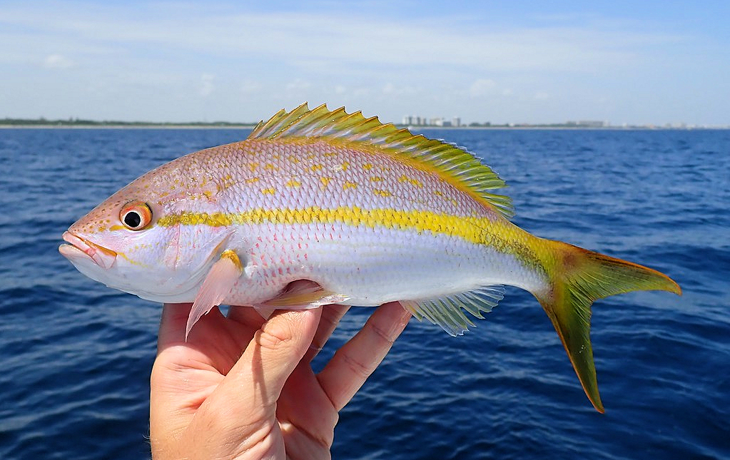Yellowtail Snapper | Mexican Fish.com