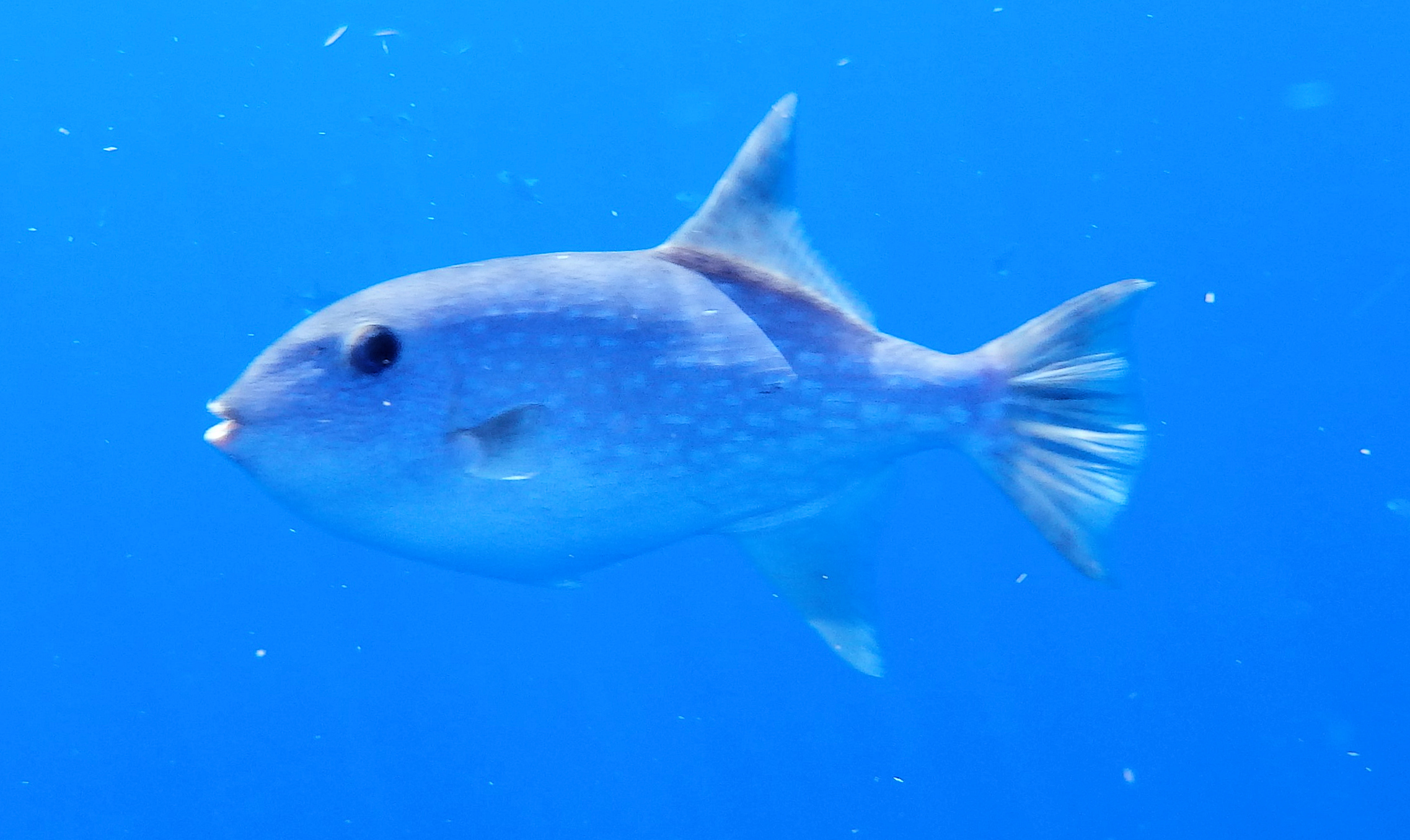Rough Triggerfish | Mexican Fish.com