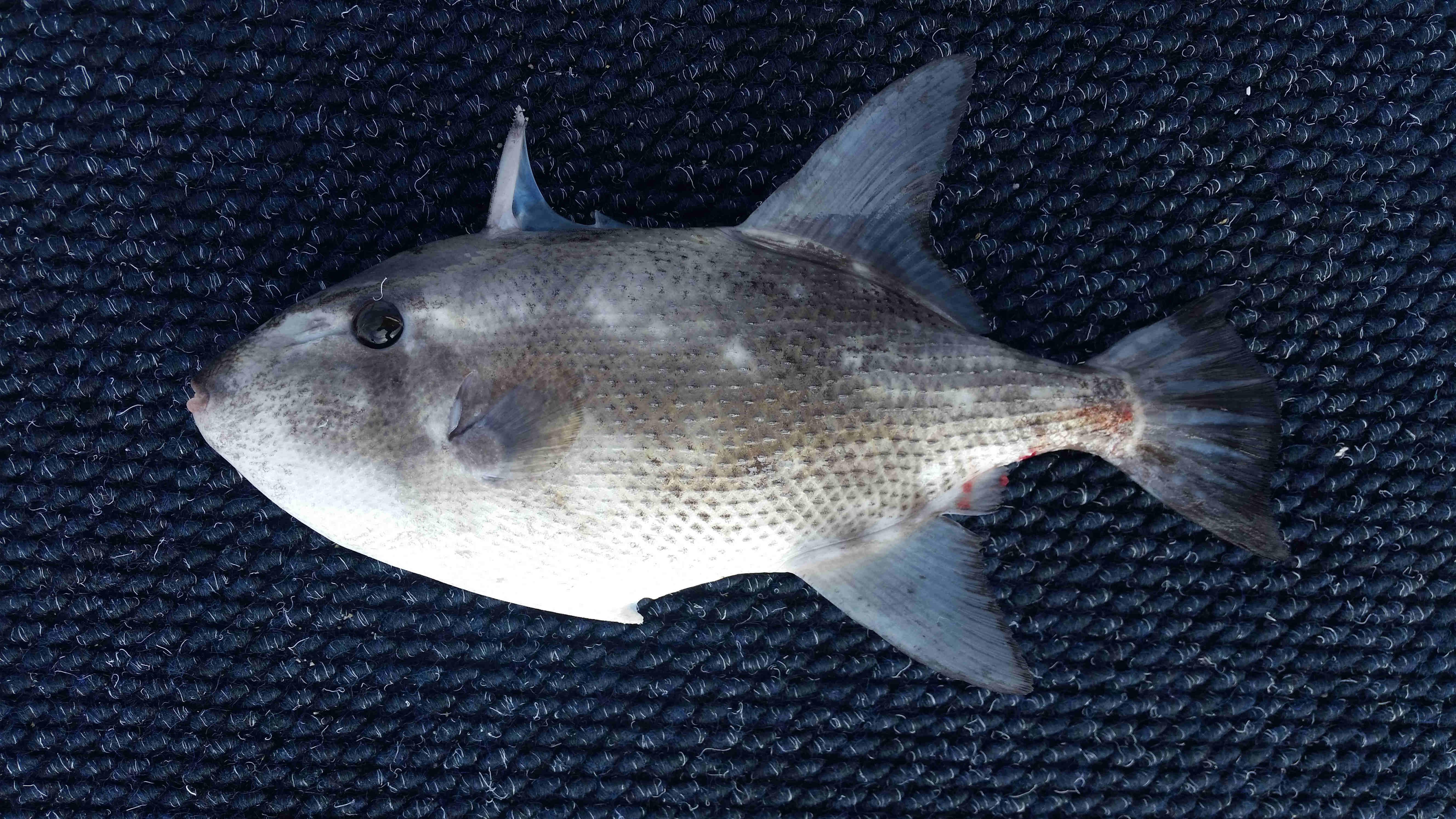 Rough Triggerfish | Mexican Fish.com
