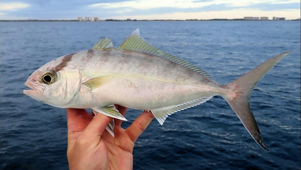 Lesser Amberjack | Mexican Fish.com
