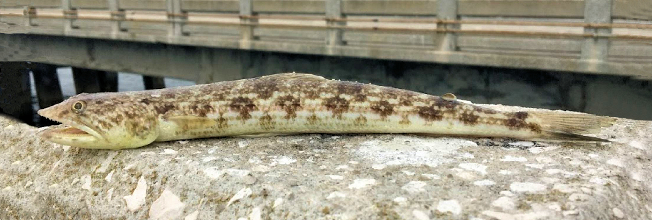 Inshore Lizardfish | Mexican Fish.com