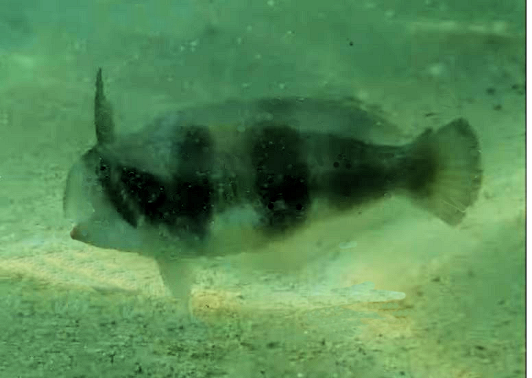 Peacock Razorfish | Mexican Fish.com