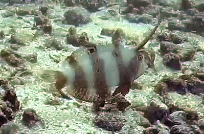 Peacock Razorfish | Mexican Fish.com