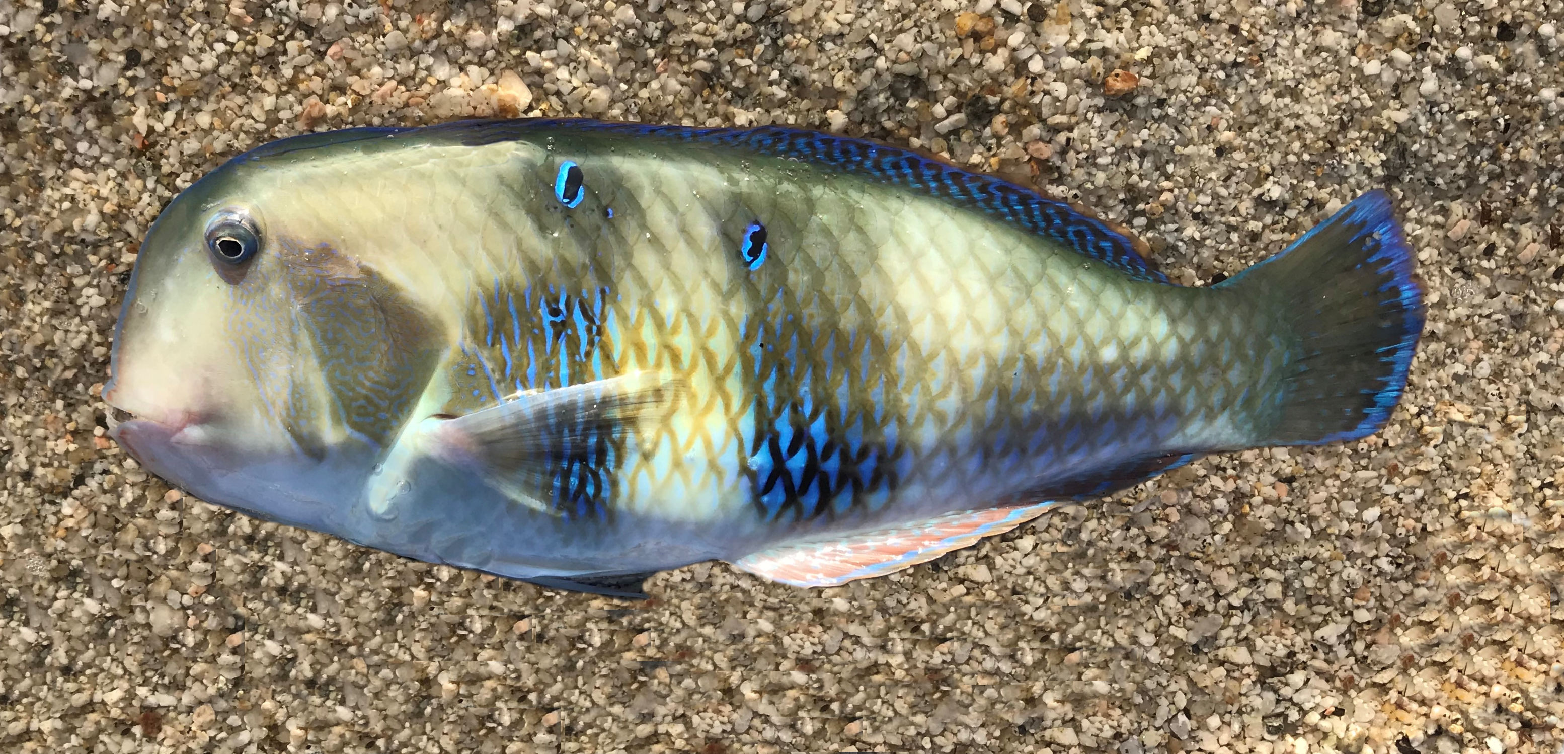 Peacock Razorfish | Mexican Fish.com