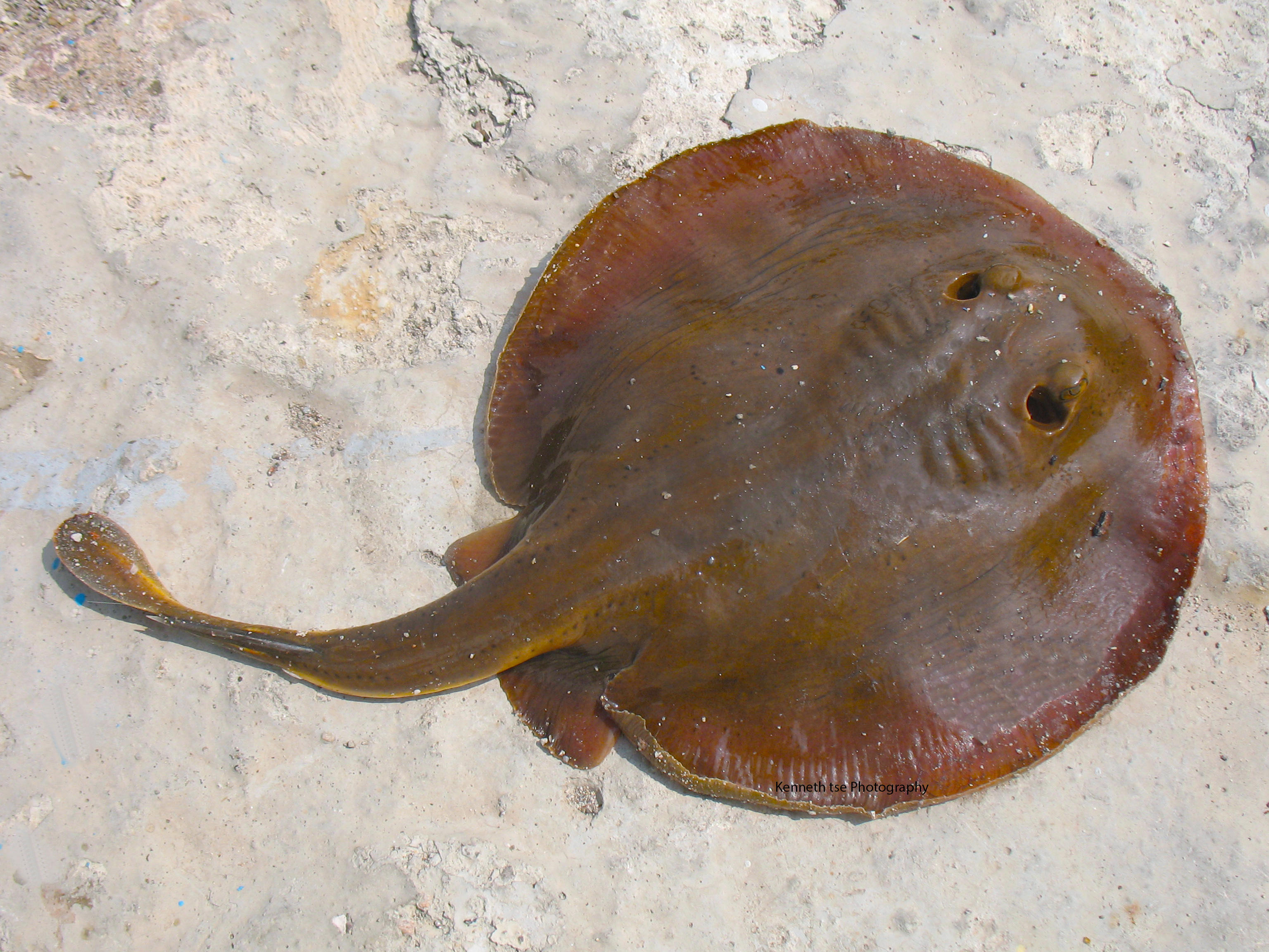 Round Stingray | Mexican Fish.com