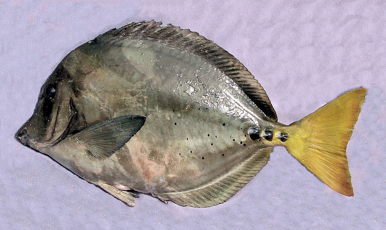 Razor Surgeonfish | Mexican Fish.com