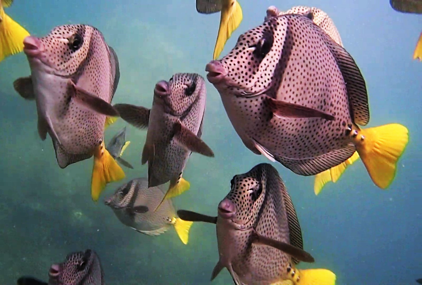 Razor Surgeonfish | Mexican Fish.com