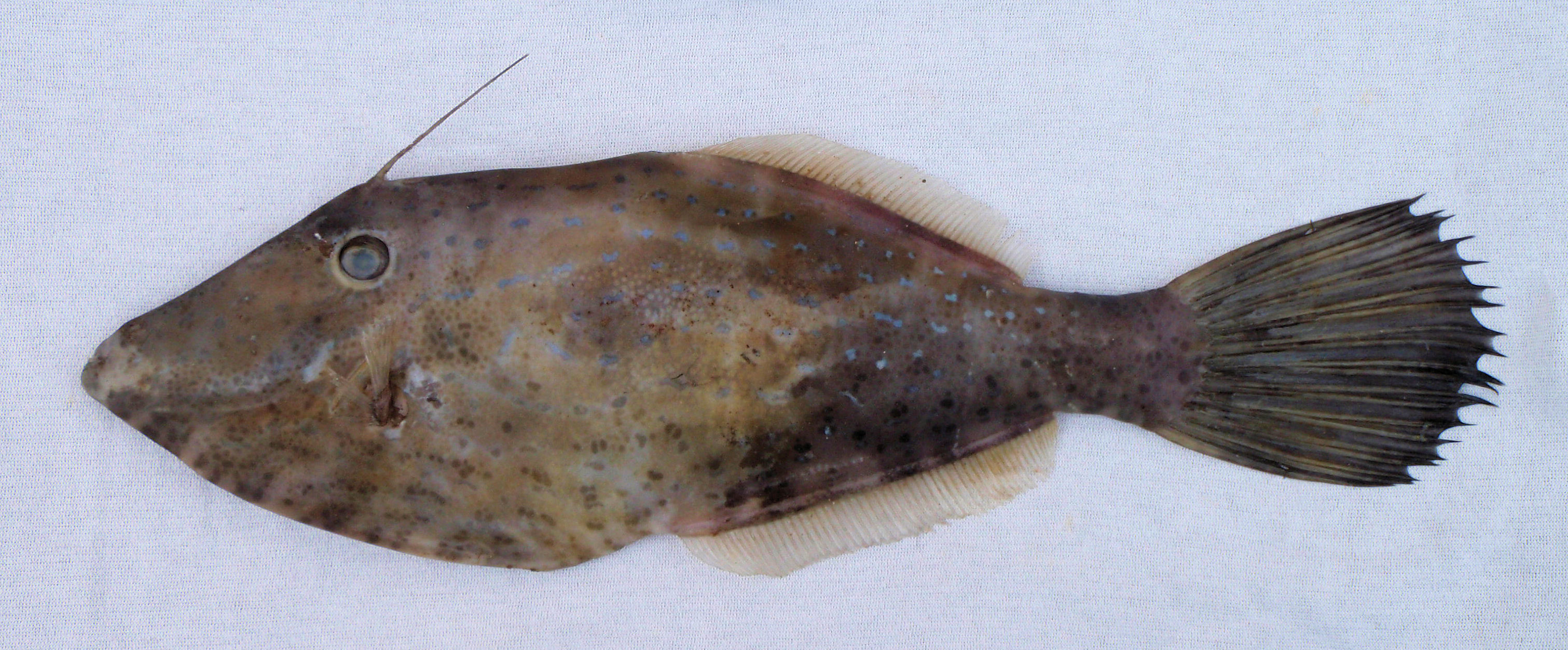 Scrawled Filefish | Mexican Fish.com