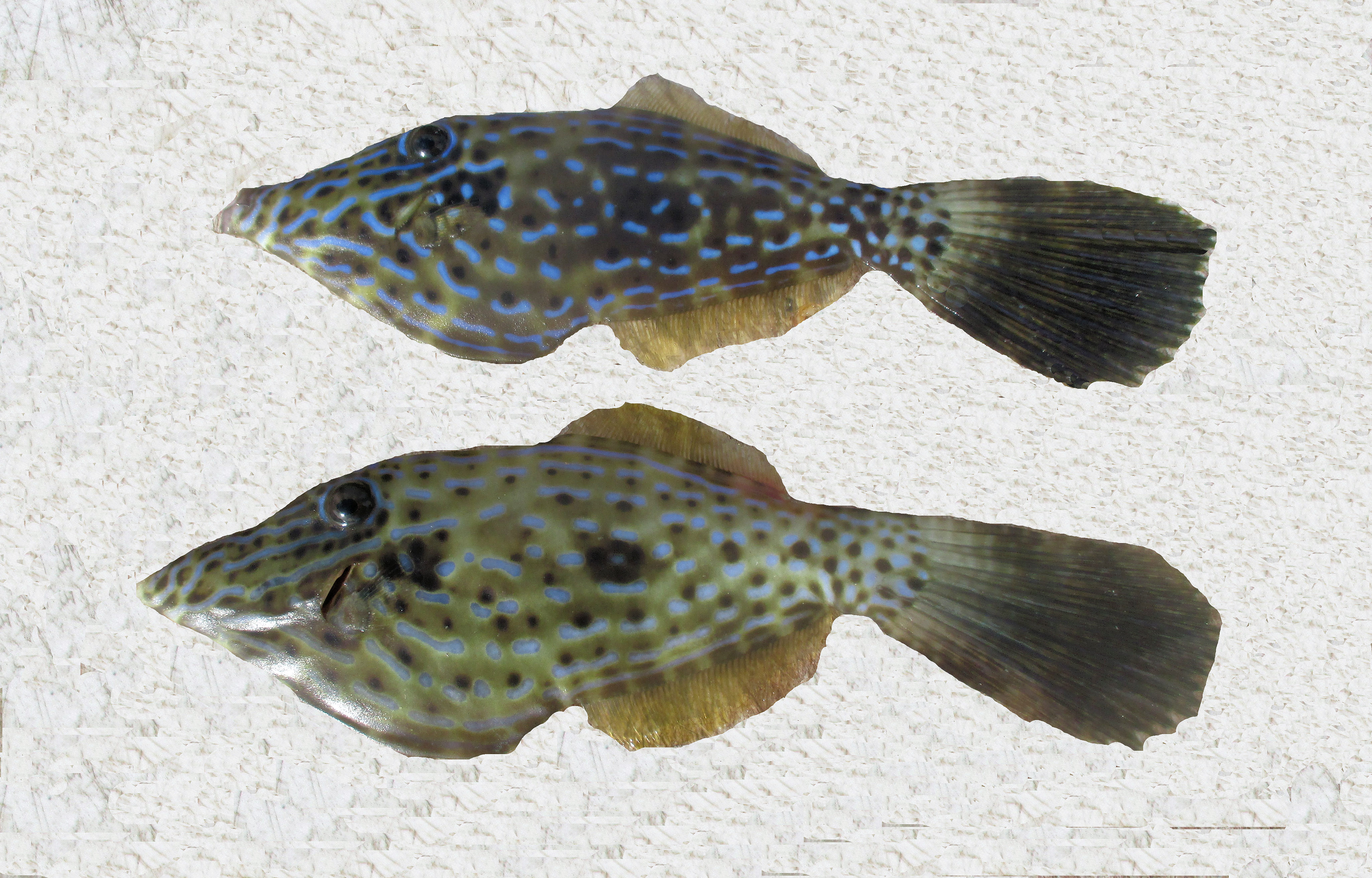 Scrawled Filefish | Mexican Fish.com
