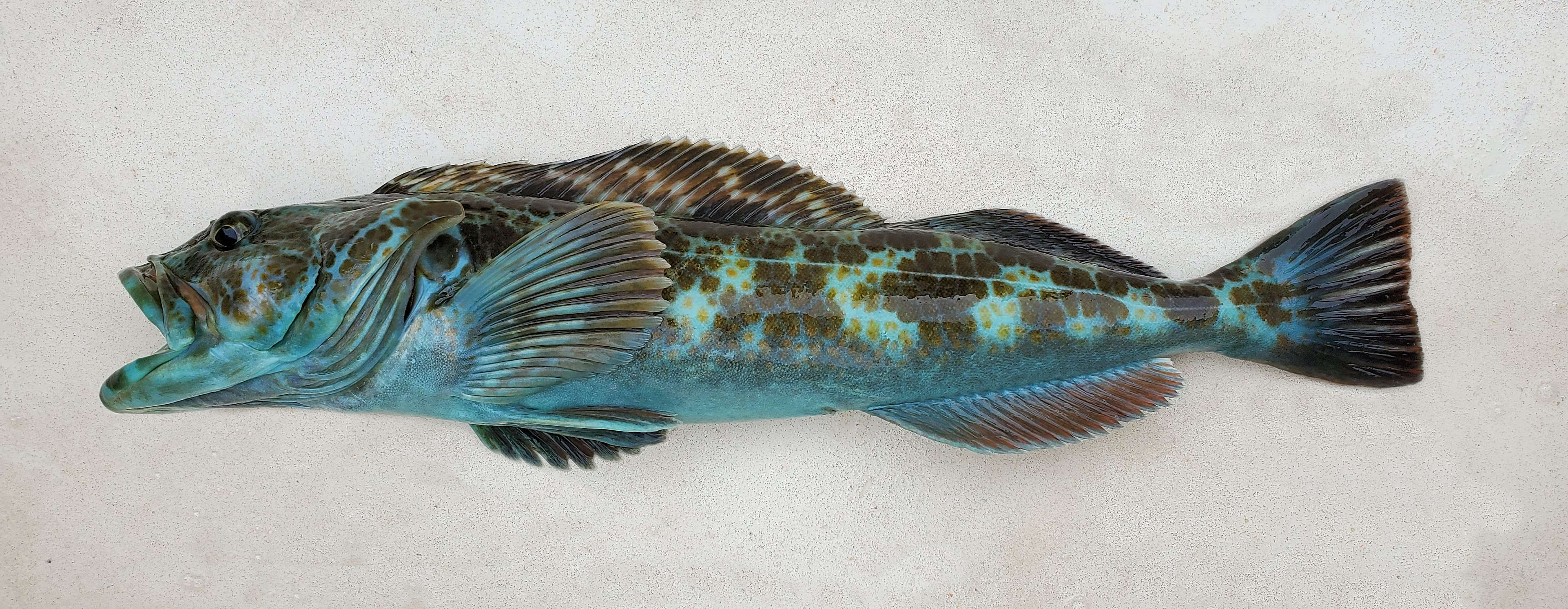 Greenling Family Photographs, and Information – Hexagrammidae | Mexican ...