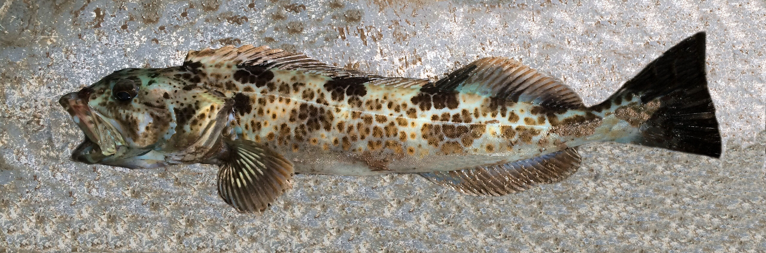 Lingcod | Mexican Fish.com