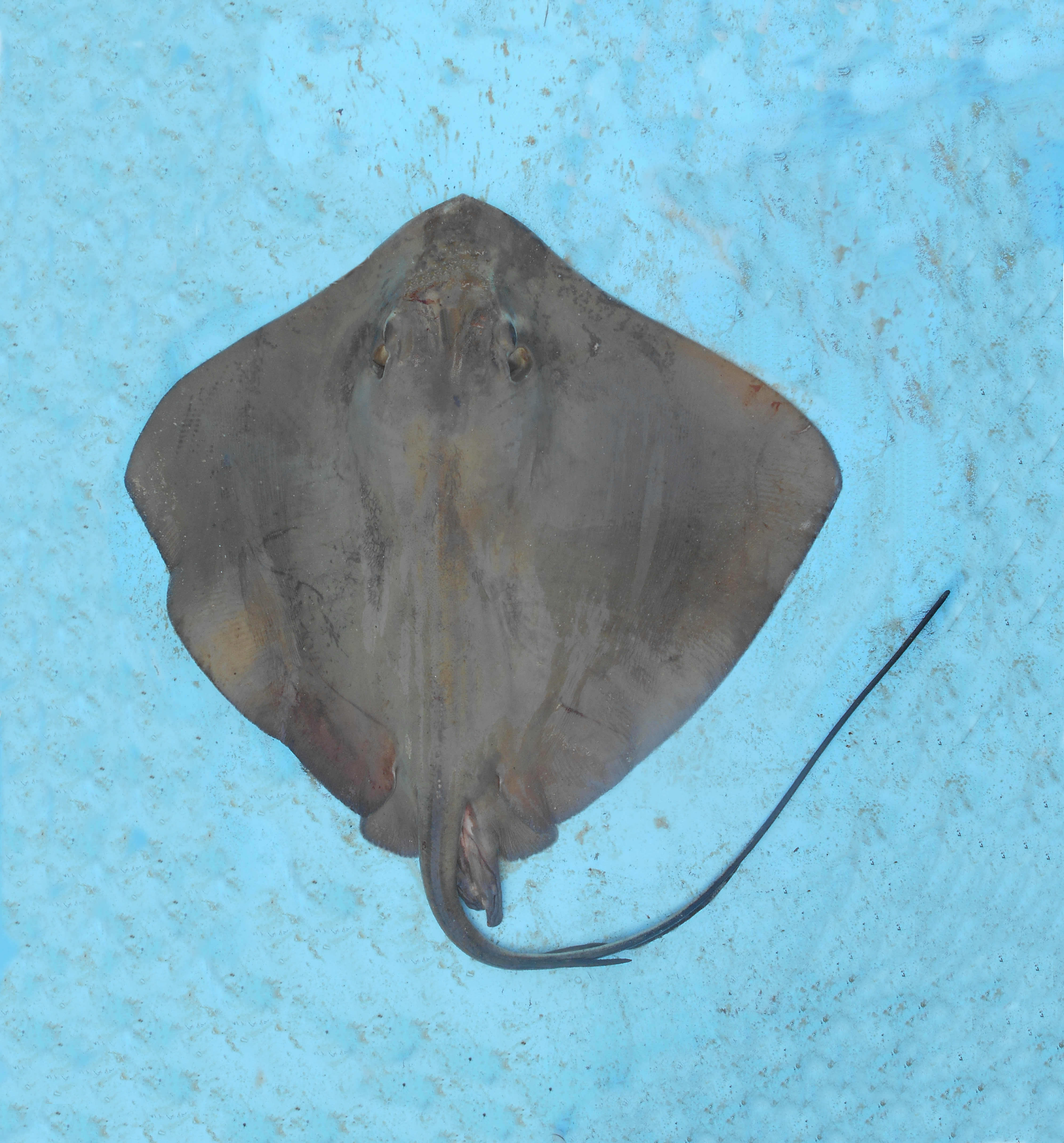 Diamond Stingray | Mexican Fish.com